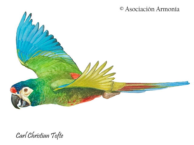 Primolius maracana – Birds of Bolivia