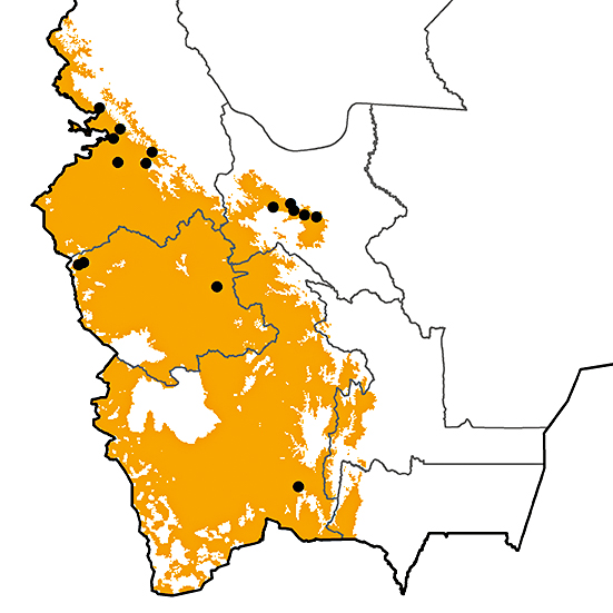Gallinago andina – Birds of Bolivia