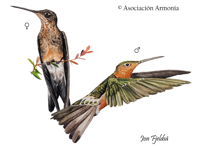 Patagona gigas – Birds of Bolivia