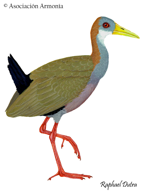 Giant Wood-Rail (Aramides ypecaha) – Birds of Bolivia