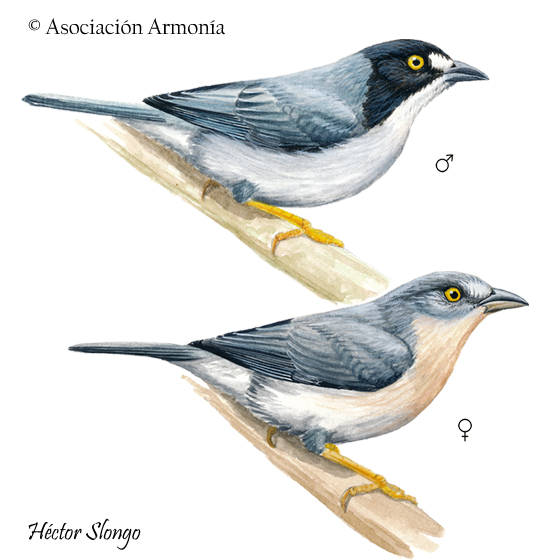 Nemosia pileata – Birds of Bolivia