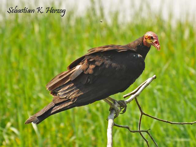 Lesser Yellow-headed Vulture (Cathartes burrovianus) Copyright SK ...