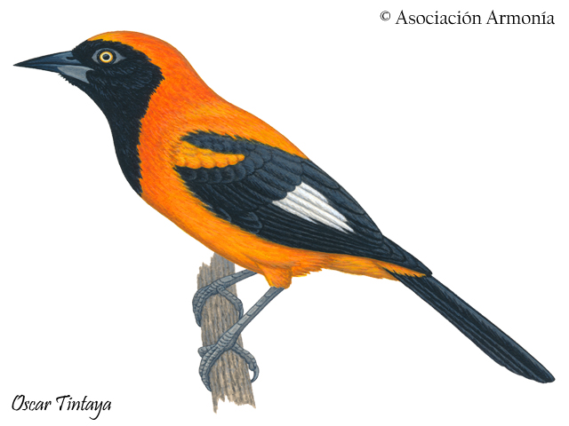 Orange-backed Troupial (Icterus croconotus) – Birds of Bolivia