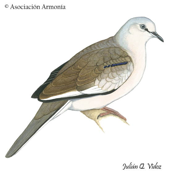 Picui Ground Dove (Columbina picui) – Birds of Bolivia