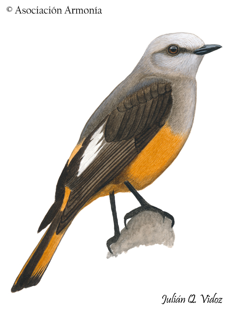 Red-rumped Bush-Tyrant (Cnemarchus erythropygius) – Birds of Bolivia