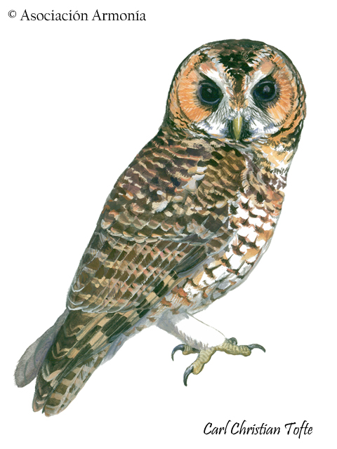 Ciccaba albitarsis – Birds of Bolivia