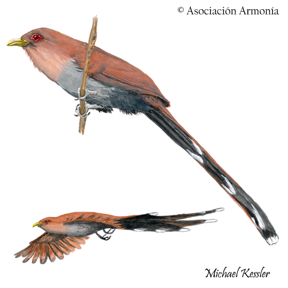 Squirrel Cuckoo (Piaya cayana) – Birds of Bolivia