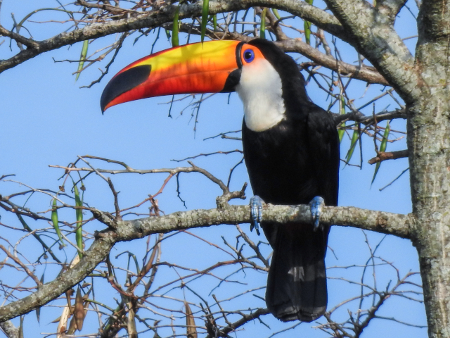 Ramphastos toco – Birds of Bolivia