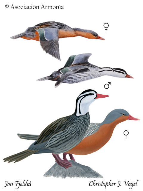 Torrent Duck (Merganetta armata) – Birds of Bolivia